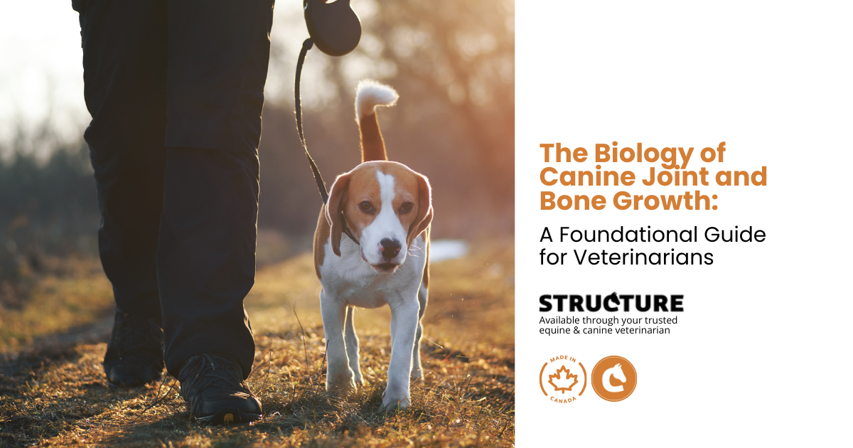 Canine Joint and Bone Growth Basics for Veterinarians – Structure