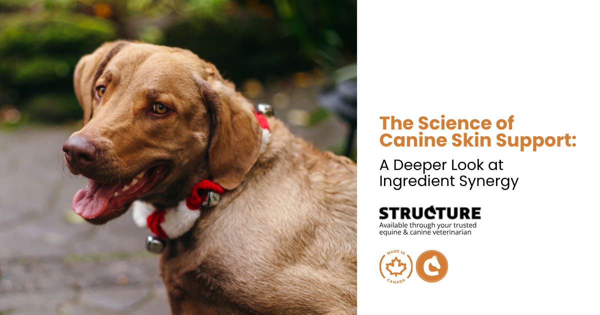 The Science of Canine Skin Support: A Deeper Look – Structure